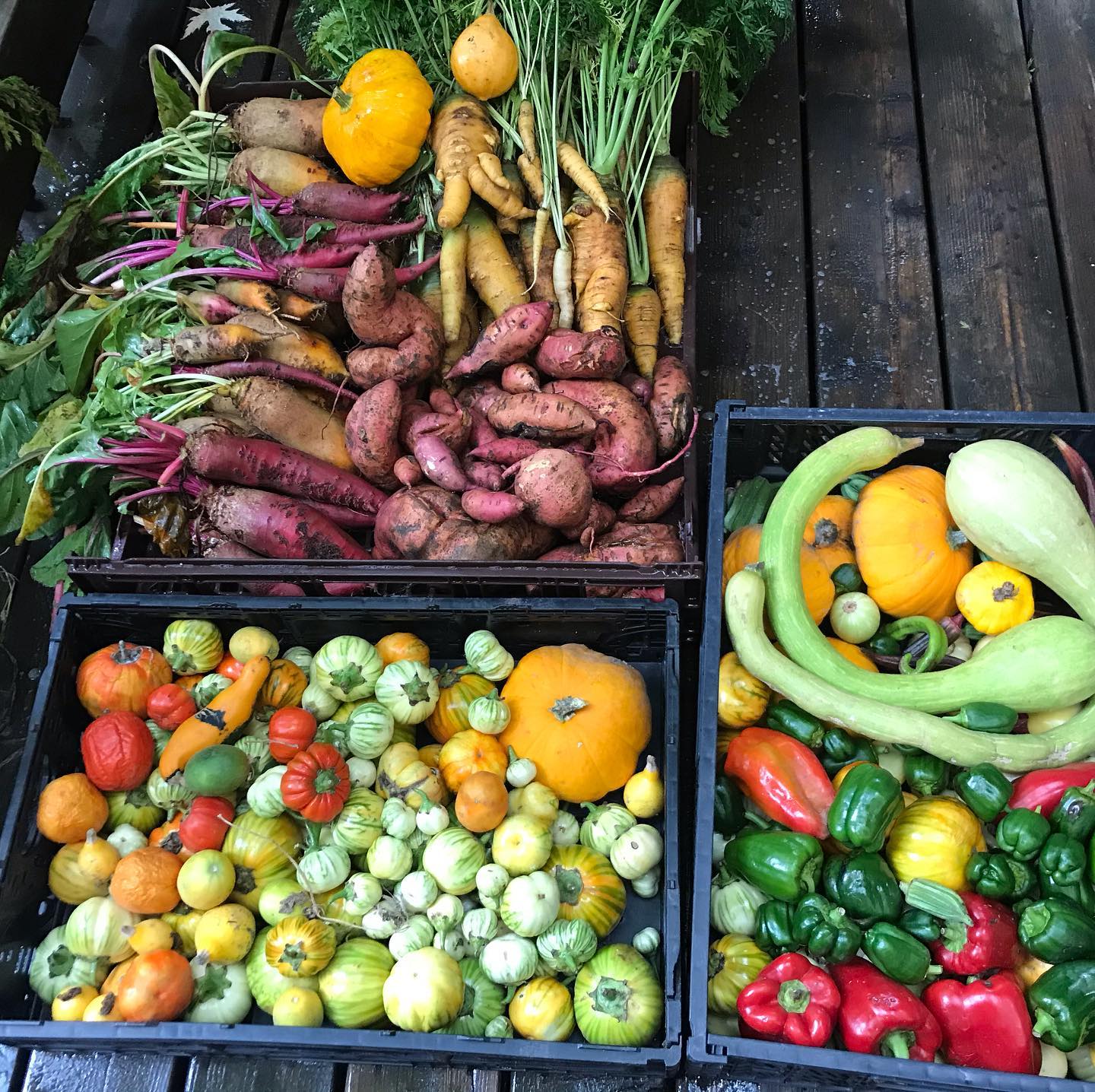 Hamidou Horticulture | Concordia Food Coalition